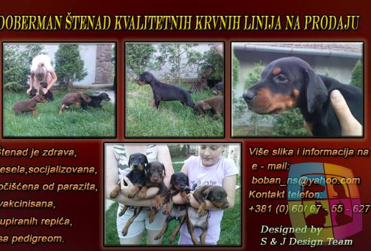 Doberman štenad na prodaju