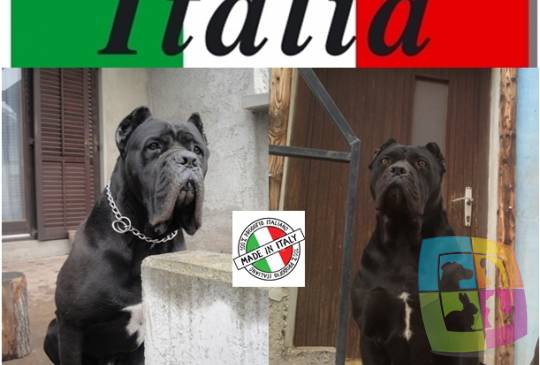 Cane Corso PRODAJA STENACA