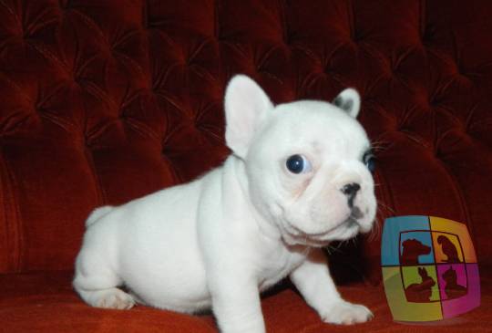 Francuski Buldog Stenad