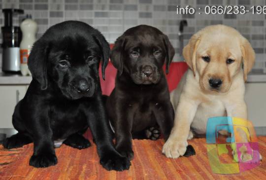 Stenci labrador retrivera na prodaju