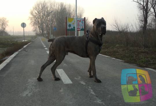 Muzjak CANE CORSO slobodan za parenje