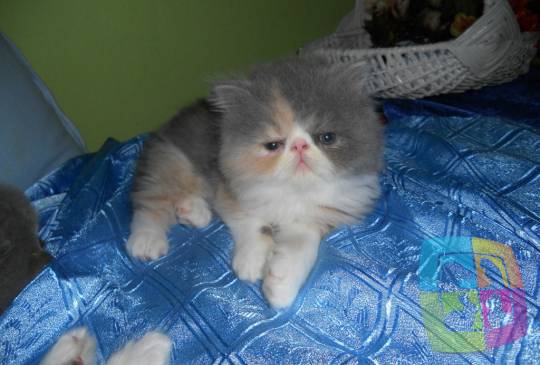 Prelepa persijska mačkica