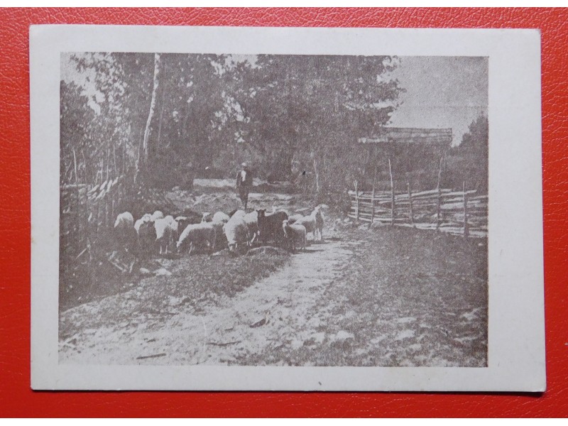 KULA - retko - čoban, stado