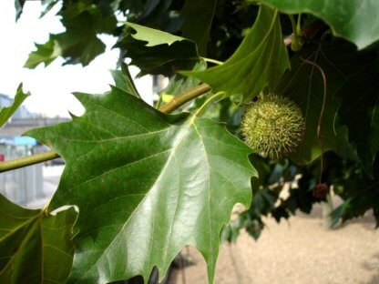 Platanus acerifolia – Platan