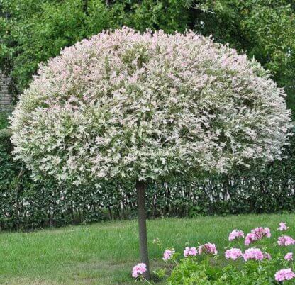 Šarenolisna vrba – Salix integra – kalem 100 cm