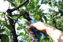 Profesionalno orezivanje i zaštita vinove loze, voća, ruža