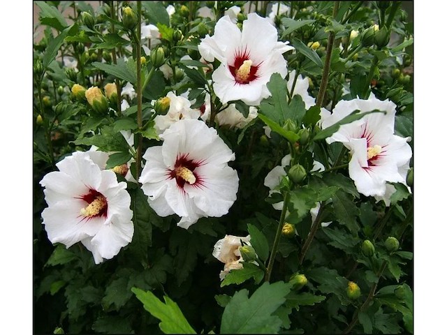 Baštenski hibiskus (seme)