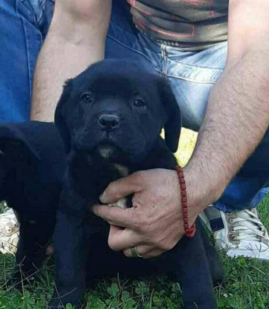 Cane Corso stenci