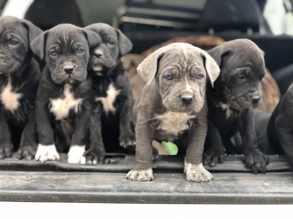 Na prodaju stenci Cane Corso