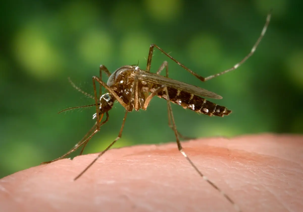 Dezinsekcija komaraca