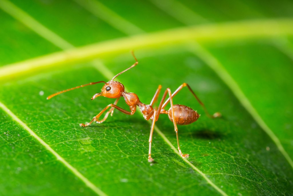 Dezinsekcija žutih mrava
