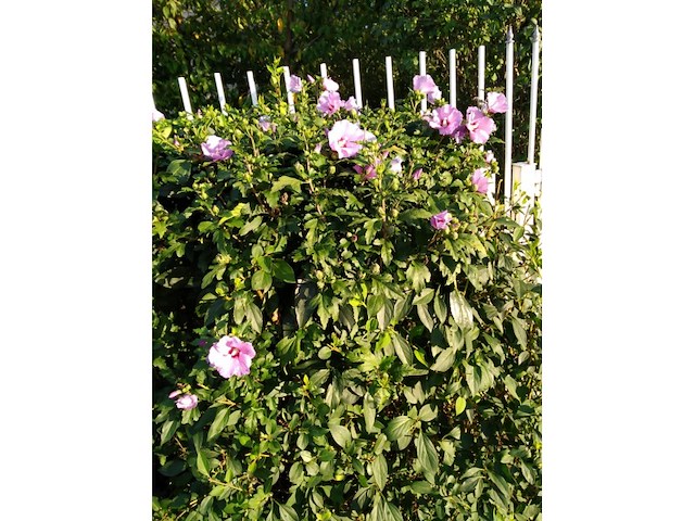 Baštenski Hibiskus