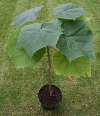 Paulownia elongata – PAULOVNIJA