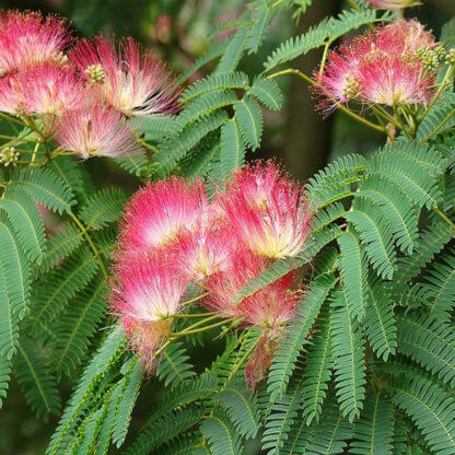 Albizia julibrissin – ALBICIJA- KINESKA MIMOZA