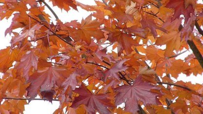 Javor – Acer platanoides – “Royal Red”