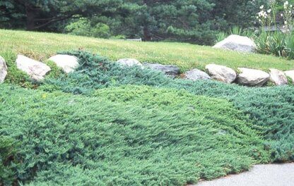 Juniperus horizontalis – Polegla kleka