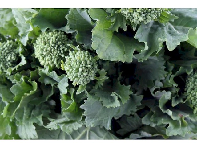 RAPINI -  Brassica ruvo