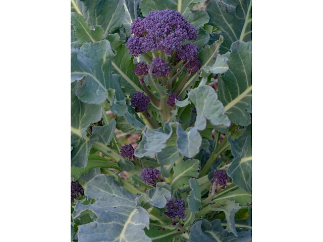 BROKOLI - Purple Sprouting
