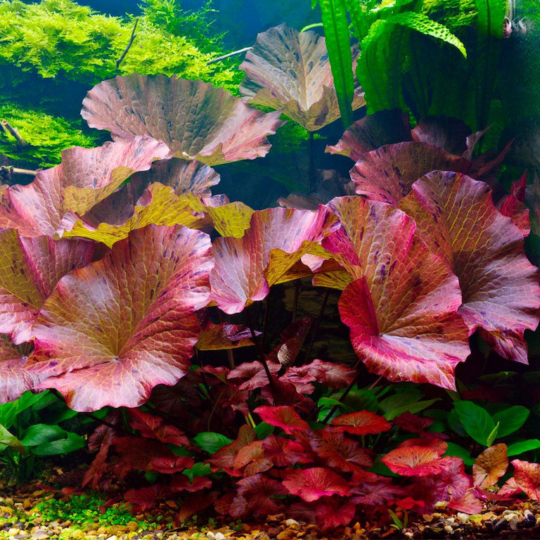 Aquascape Nymphaea lotus