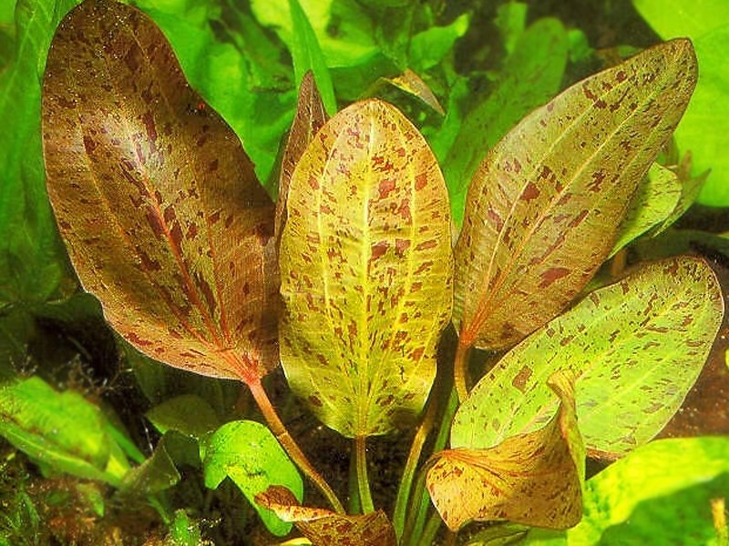 Aquascape Echinodorus ozelot