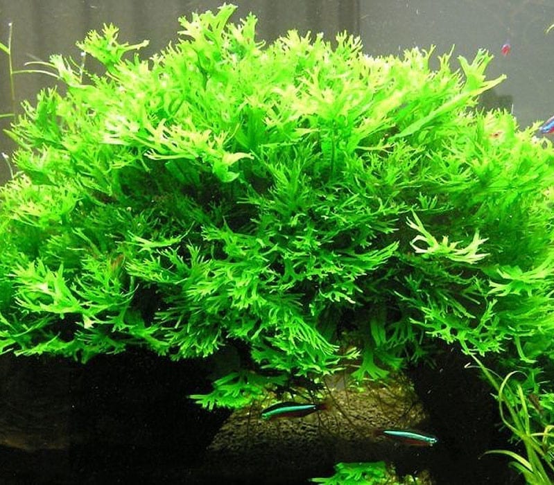 Aquascape Microsorum windelow