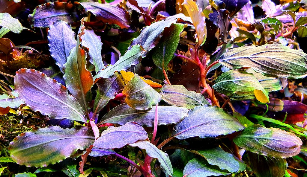 Aquascape Bucephalandra rainbow