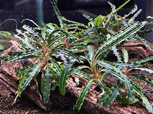 Aquascape Bucephalandra catharine