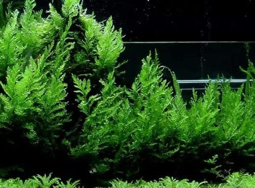 Aquascape Bolbitis heudelotii