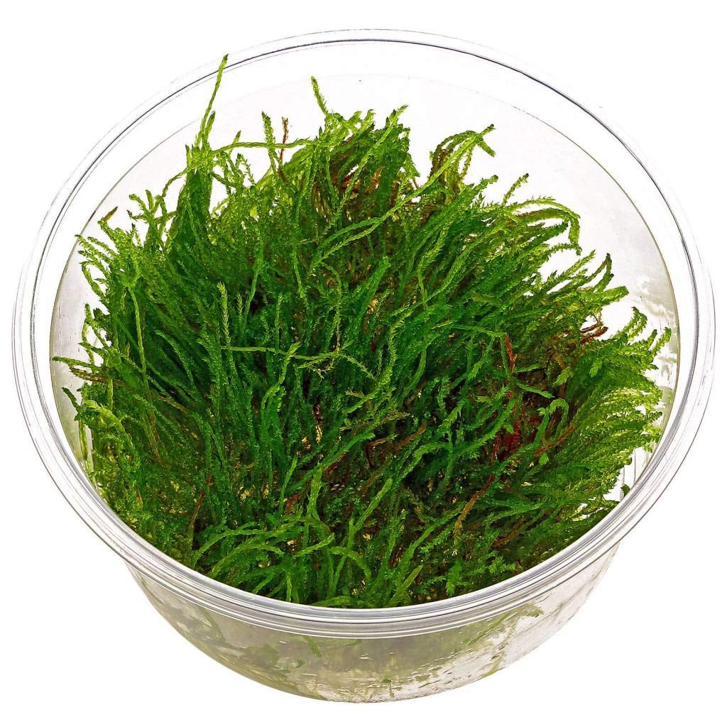 Aquascape Vesicularia ferriei 'Weeping moss (80ml)