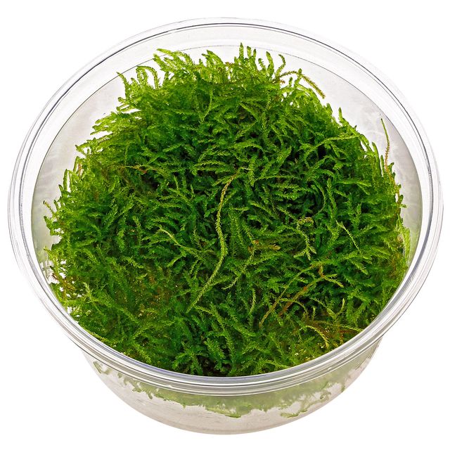 Aquascape Taxyphillum barbieri (80ml)