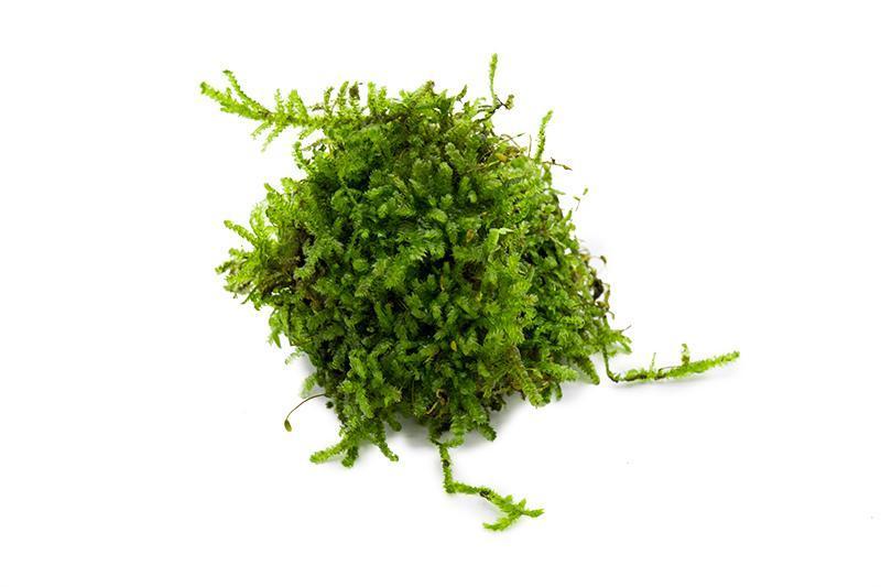 Aquascape Vesicularia 'Christmas moss' (80ml)
