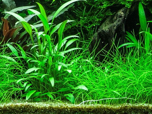 Aquascpae Cryptocoryne willisii