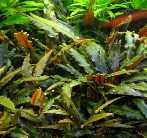 Aquascape Cryptocoryne wendtii 'Kompakt'