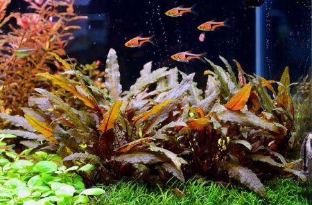 Aquascape Cryptocoryne Wendtii 'Brown'