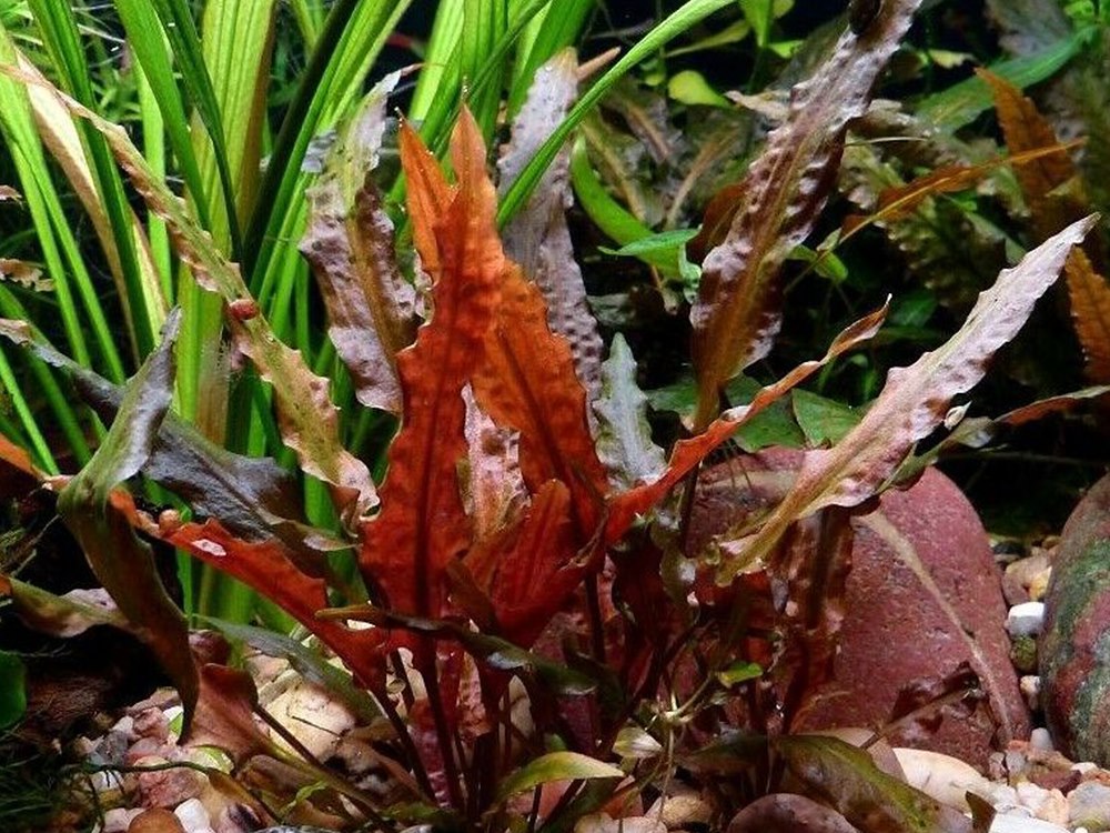 Aquascape Cryptocoryne walkeri