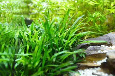 Aquascape Cryptocoryne parva