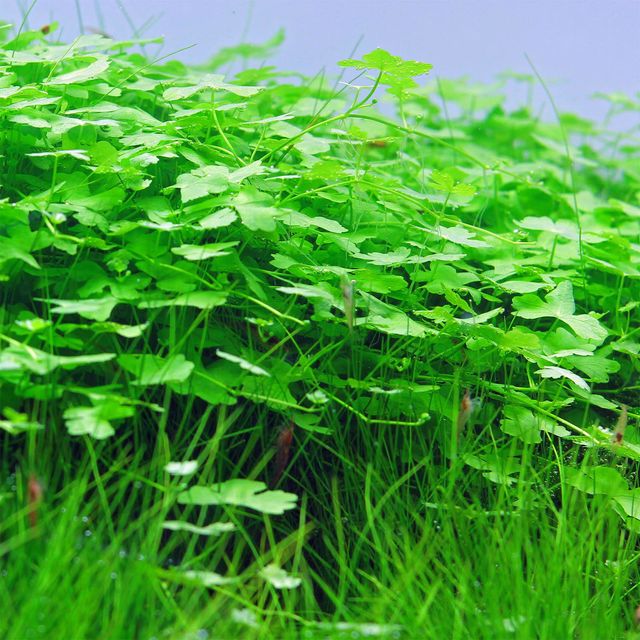 Aquascape Hydrocotyle tripartita 'Japan'