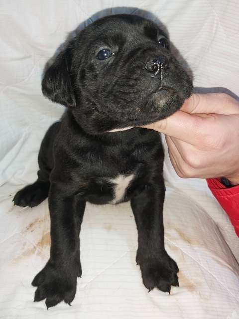 Cane corso stenci