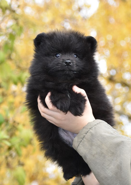 Pomeranac-Nemački Patuljasti Špic