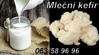 Mlečni kefir, Tibet. gljiva kol. za 1/2 L