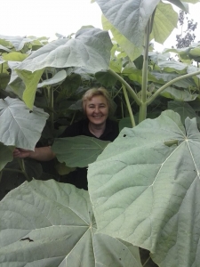 -Sibirska Aronija melanokarpa Nero,...