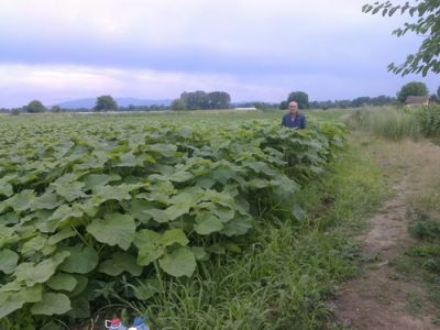 SADNICE paulovnije, kupine, maline