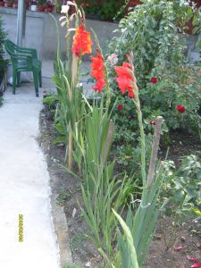 Lukovice cveca GLADIOLA