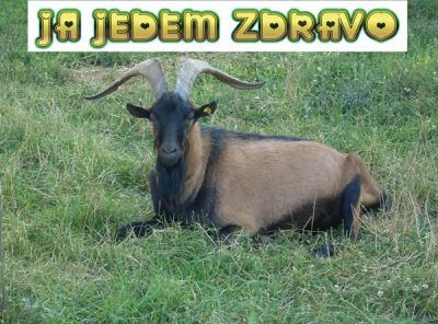 JA JEDEM ZDRAVO - Ekstra iskustvo!