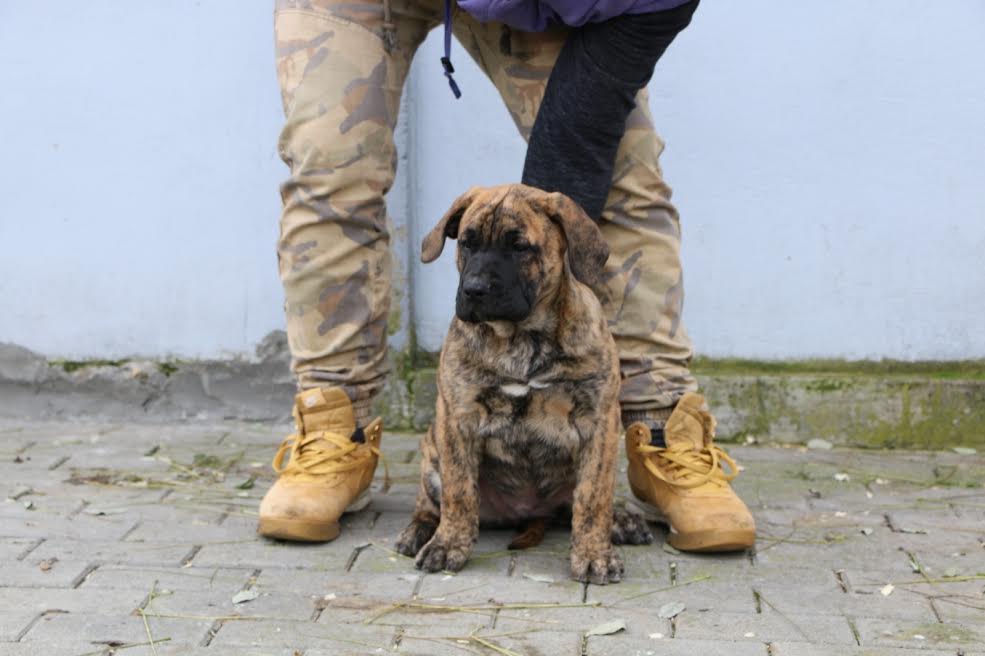 PRESA CANARIO stenci