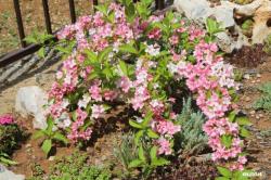 vajgelija(baštenski jasmin roze)