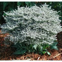 Limonium tataricum