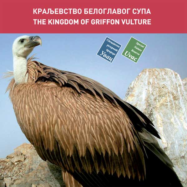 КРАЉЕВСТВО БЕЛОГЛАВОГ СУПА