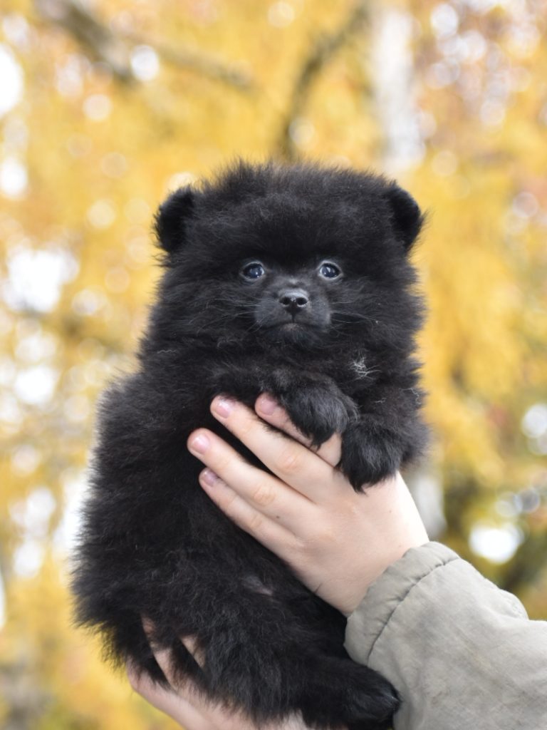 Pomeranac-Nemački Patuljasti Špic