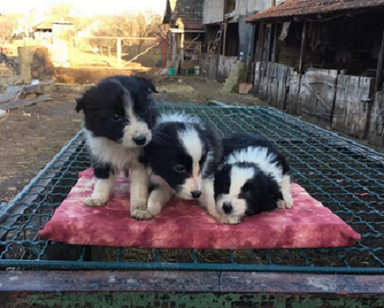 Border Collie stenci